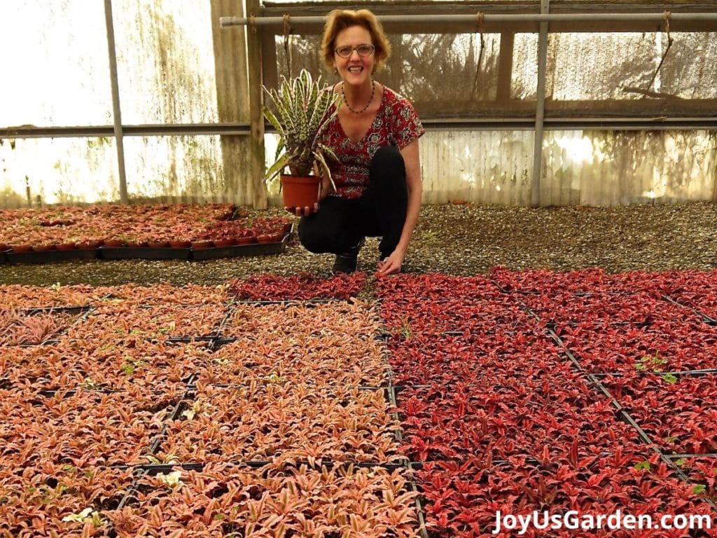 Earth Star Plant Care & Growing Tips (2026)