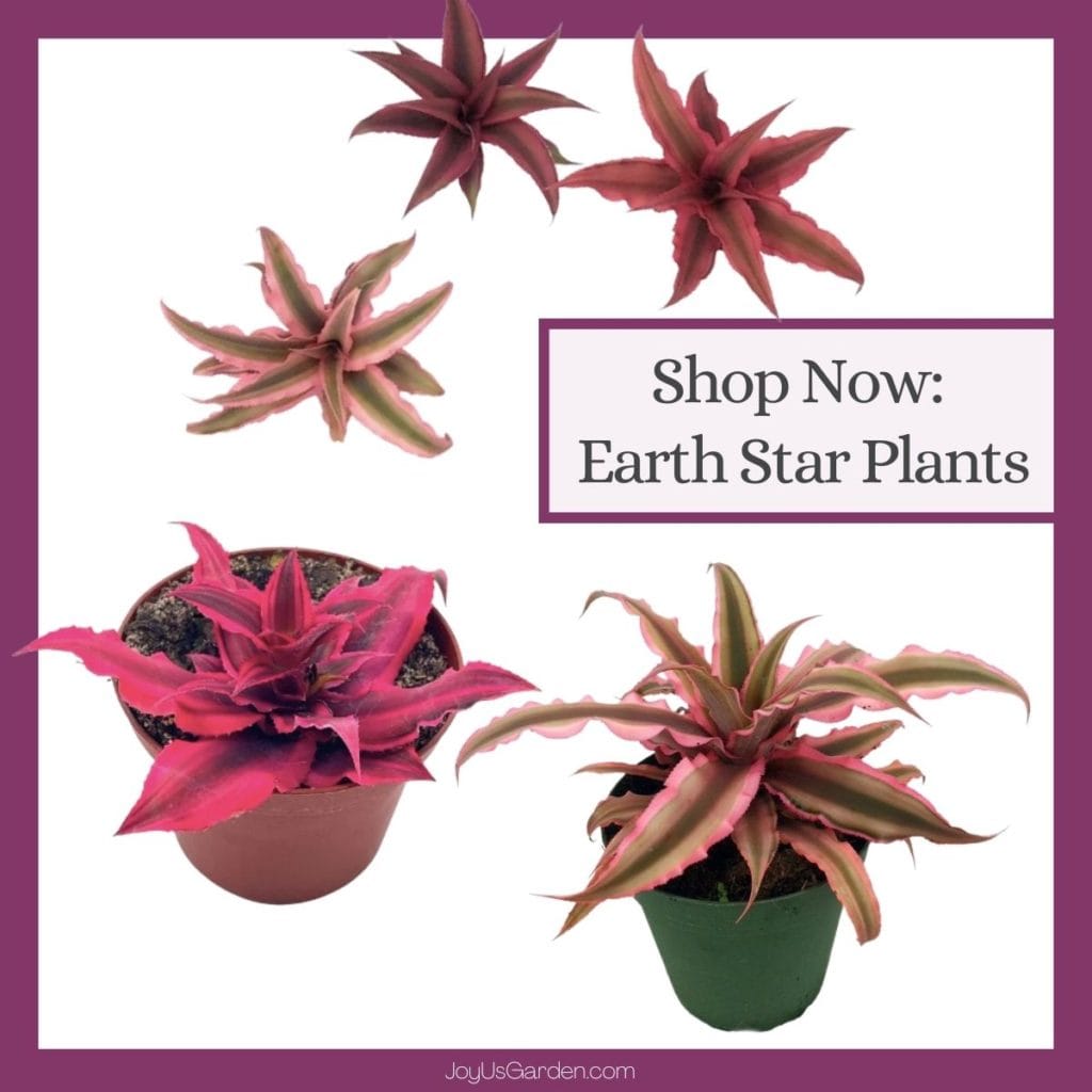 Earth Star Plant Care & Growing Tips (2025)