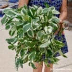 Pothos Plant Care: The Easiest Trailing Houseplant (2025 Guide)