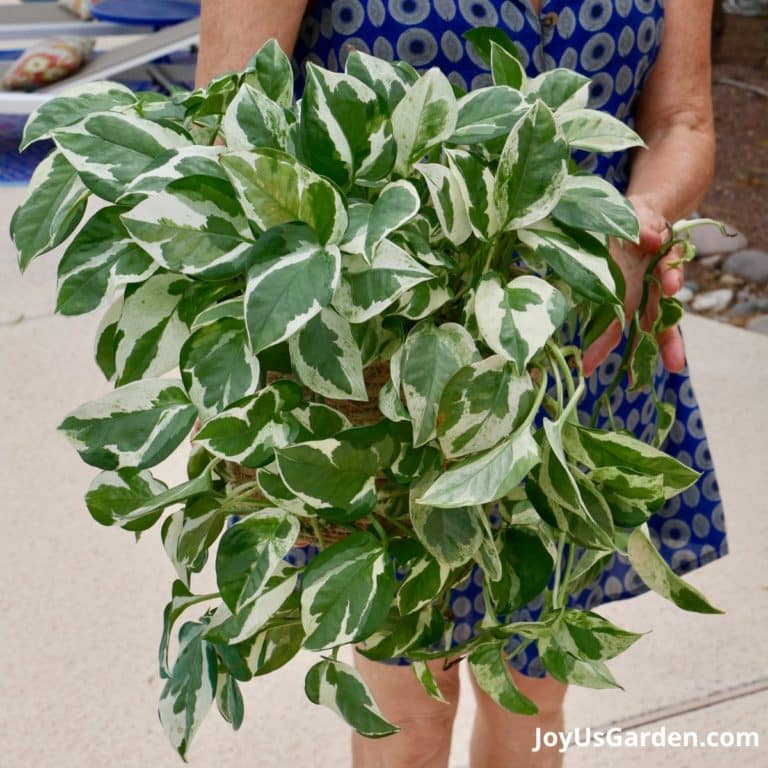 Pothos Plants: Answering Your Frequently Asked Questions