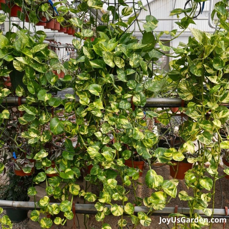 Pothos Plants: Answering Your Frequently Asked Questions