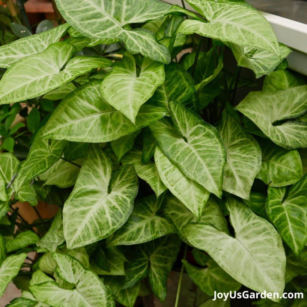 28 Popular Houseplants You Can Purchase Online