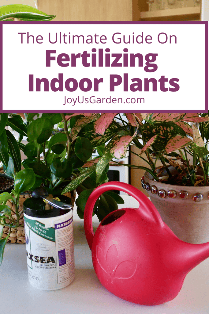 How to Fertilize Indoor Plants: Ways to Feed Houseplants
