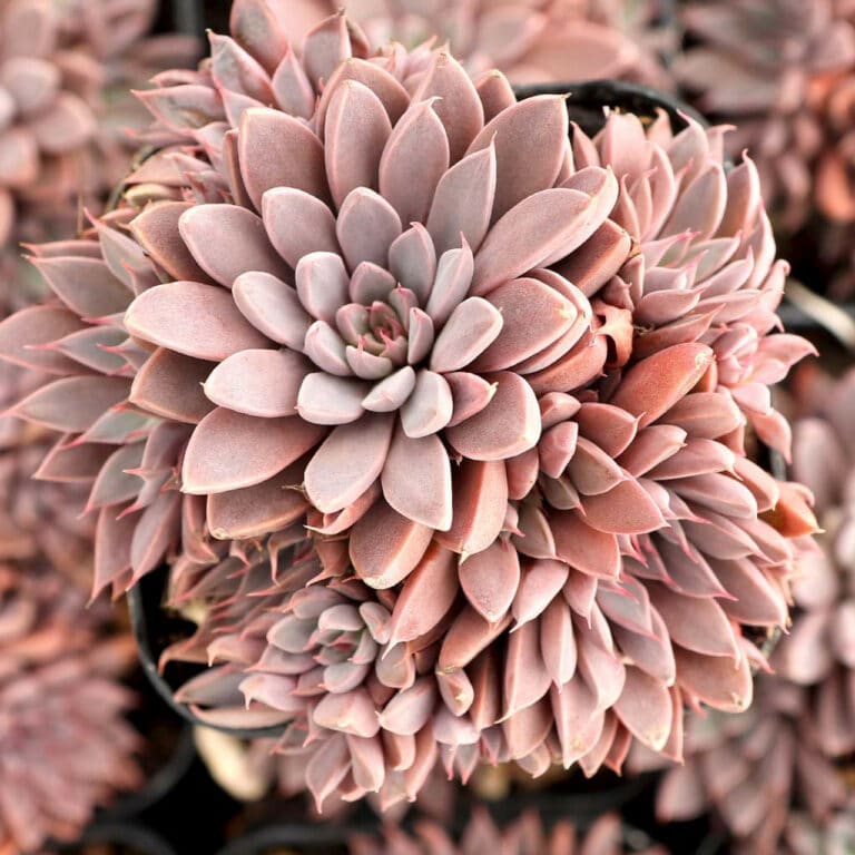 30 Beautiful and Colorful Succulents You'll Love