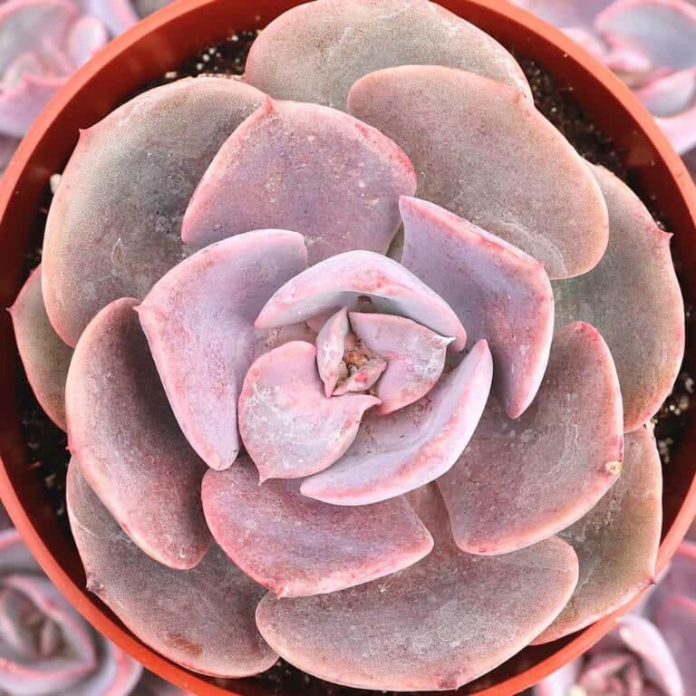 30 Beautiful and Colorful Succulents You'll Love
