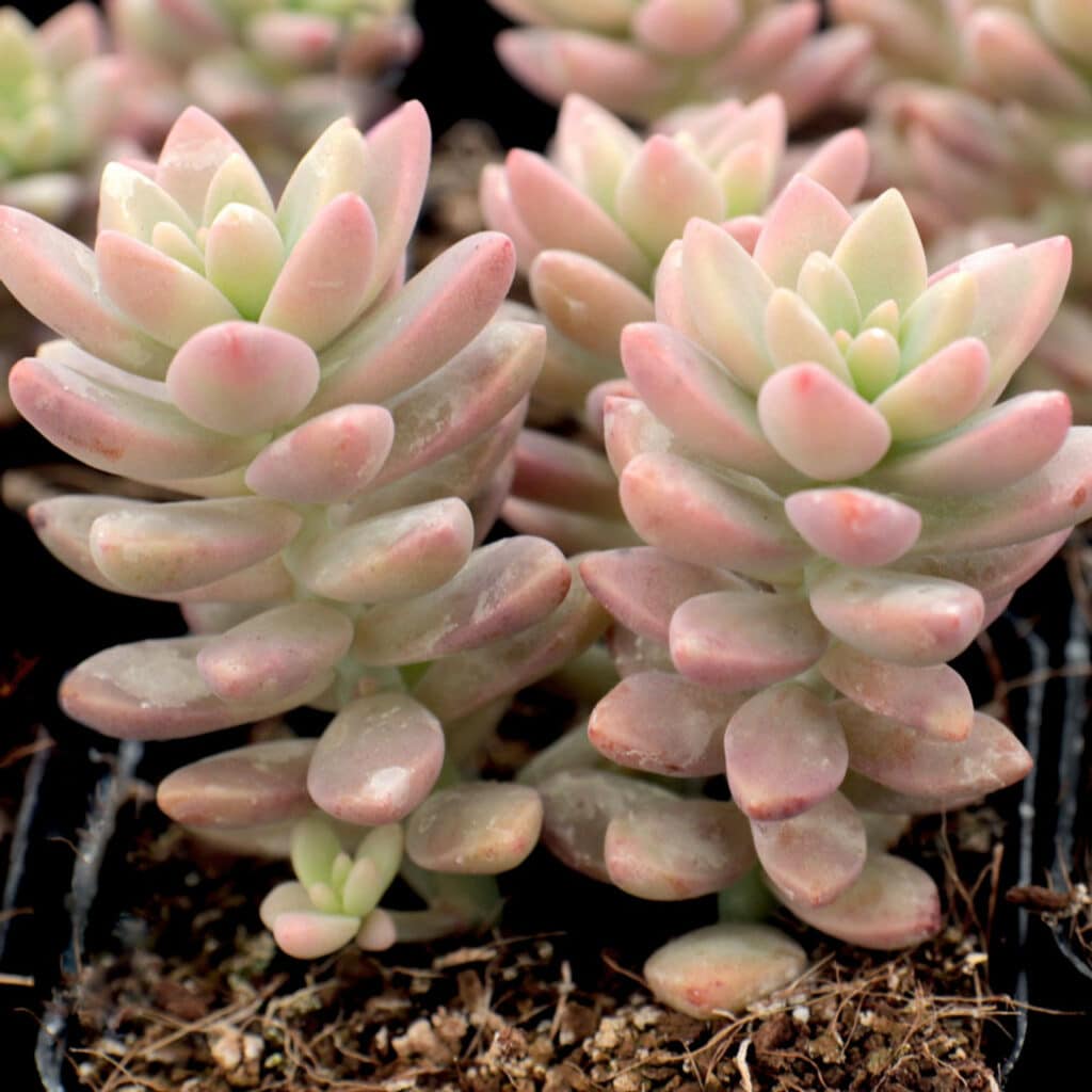 30 Beautiful and Colorful Succulents You'll Love