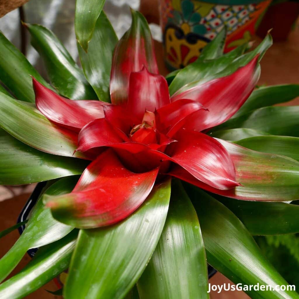 Christmas Plants and Flowers: 13 Choices Other Than Poinsettias