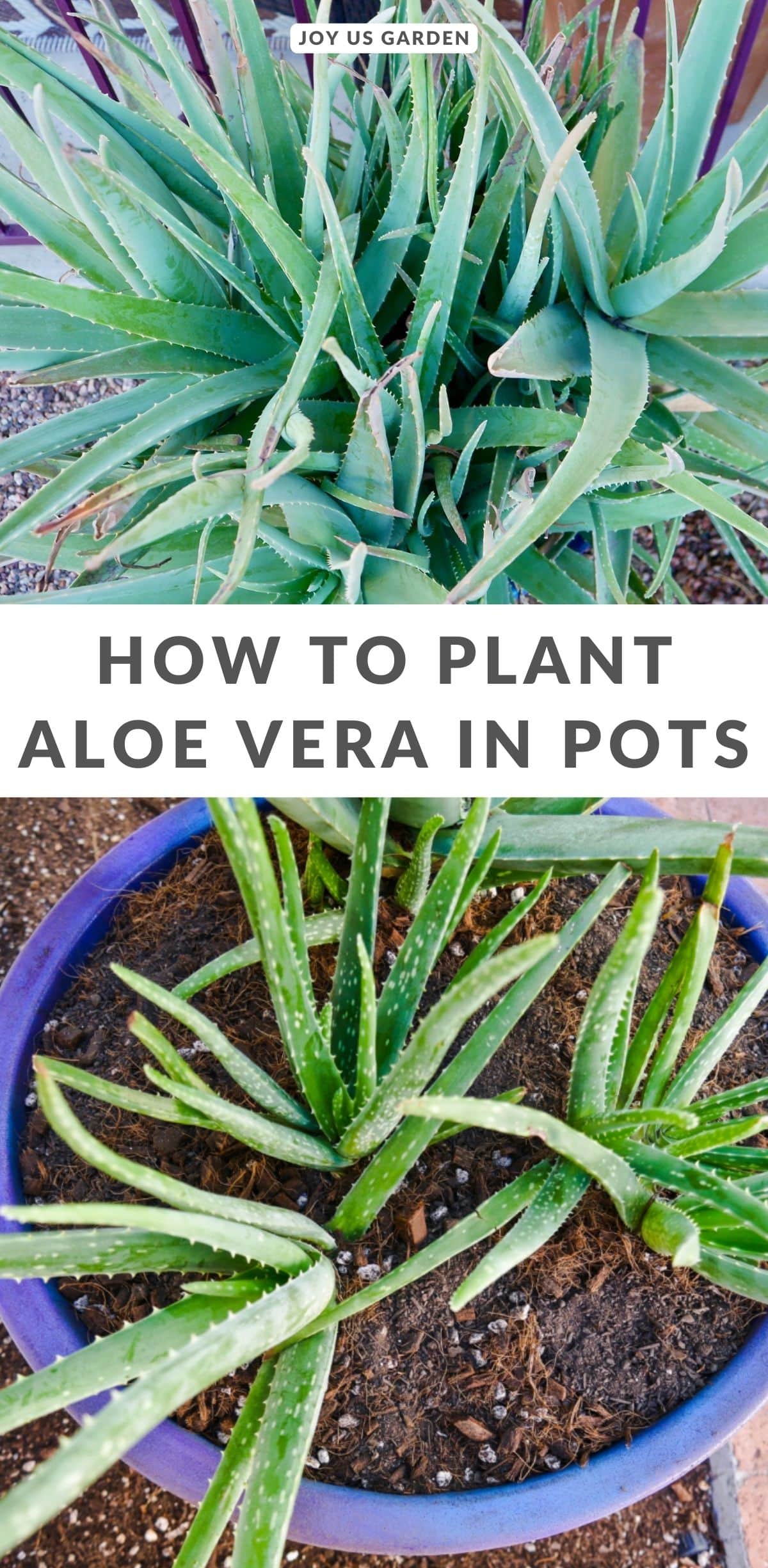 Planting Aloe Vera In Pots (And The Potting Mix to Use)