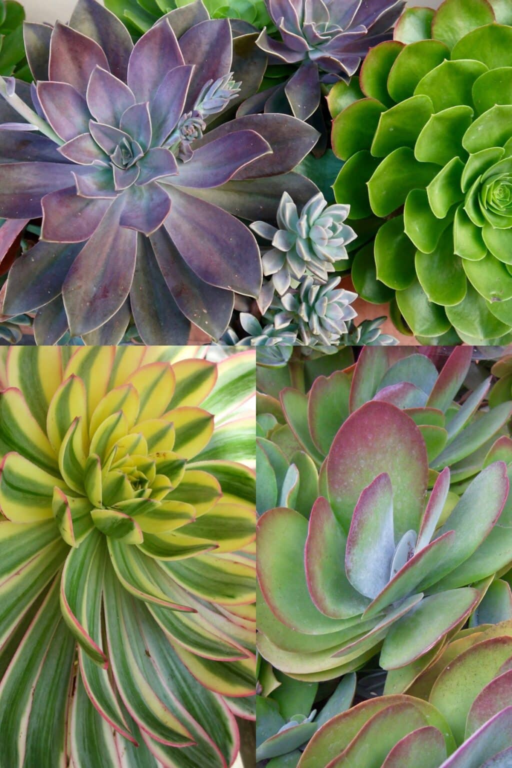 30 Beautiful and Colorful Succulents You'll Love