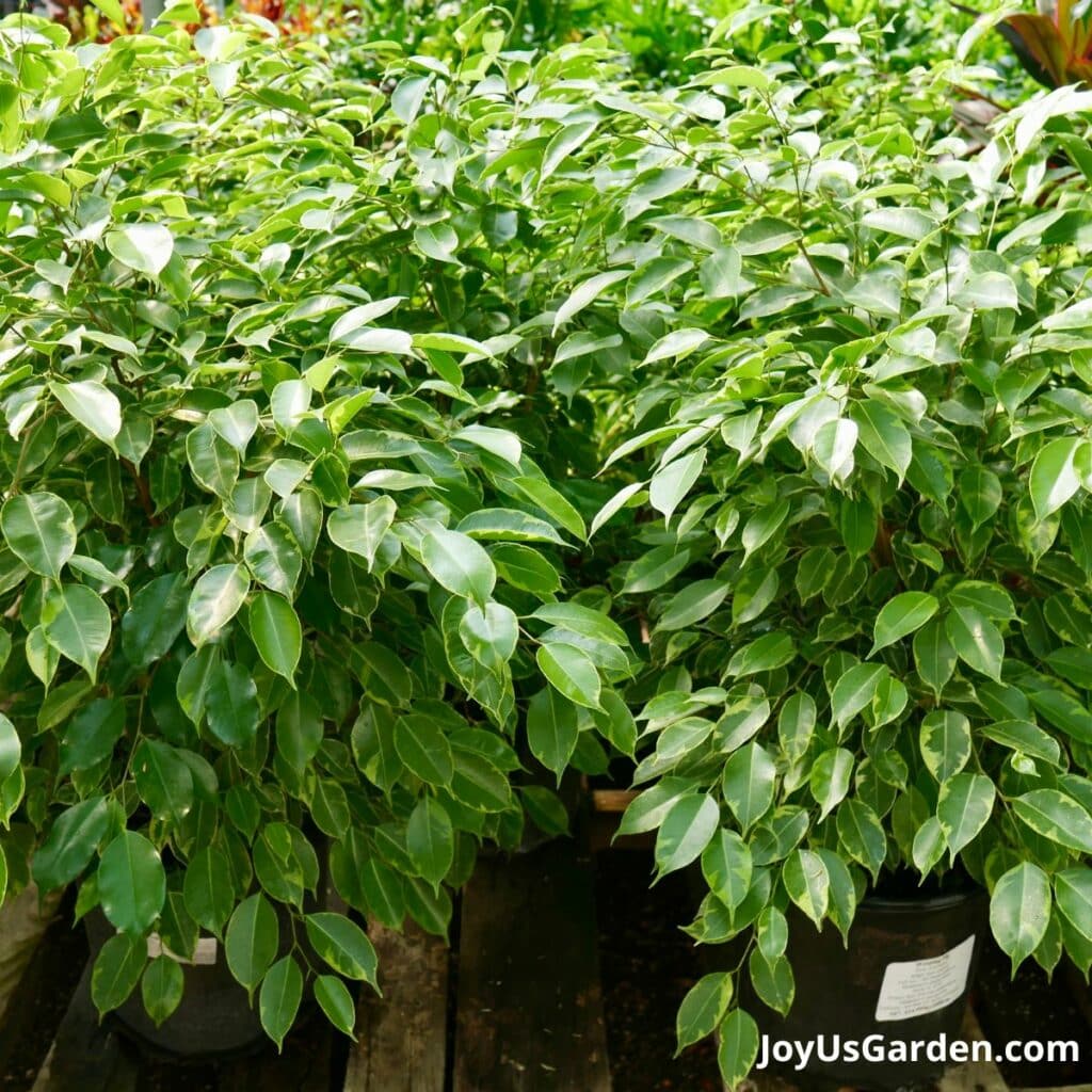 Watering Indoor Plants, A Complete Guide | Joy Us Garden