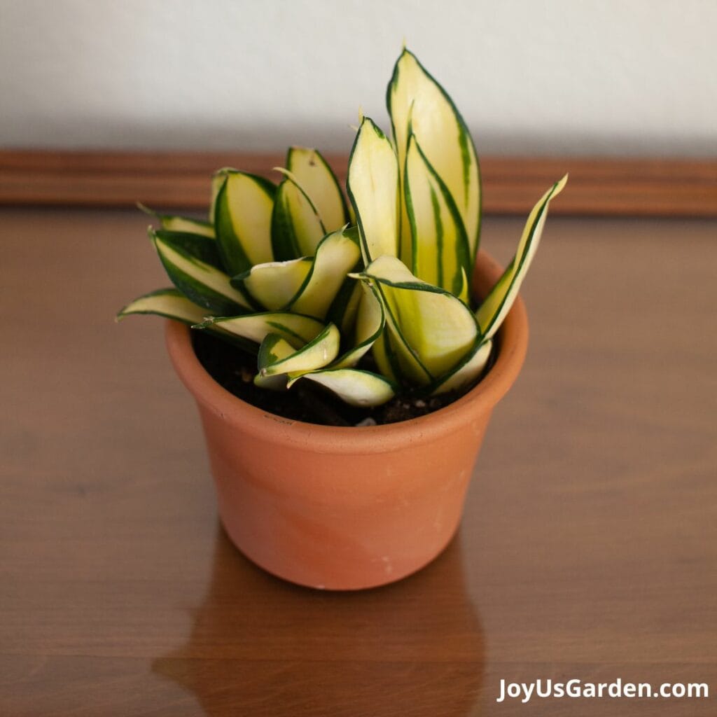 Types Of Snake Plants: 5 Awesome Sansevierias + Key Care Tips
