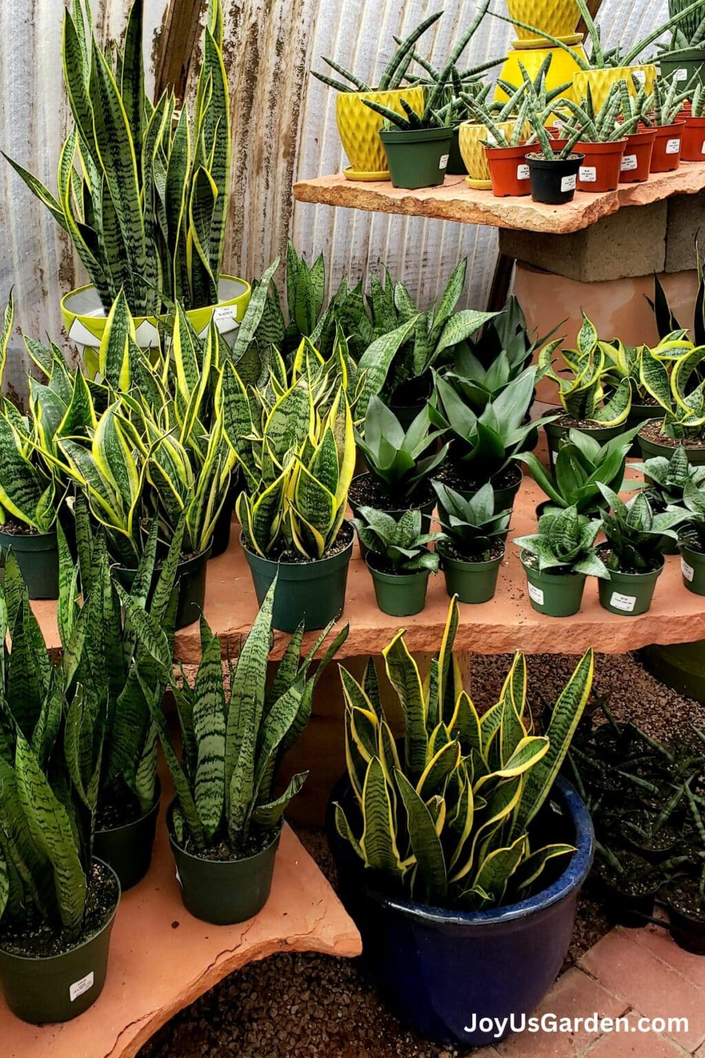 Types Of Snake Plants: 5 Awesome Sansevierias + Key Care Tips