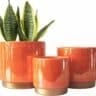 Pots For Snake Plants: A Sanseveria Pot Shopping Guide