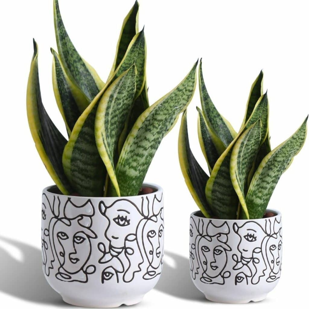 Pots For Snake Plants: A Sanseveria Pot Shopping Guide