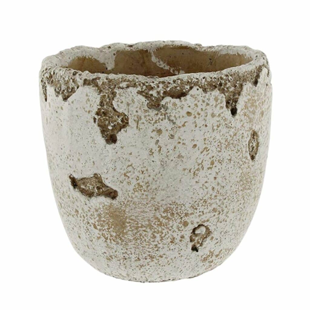 Pots For Snake Plants: A Sanseveria Pot Shopping Guide