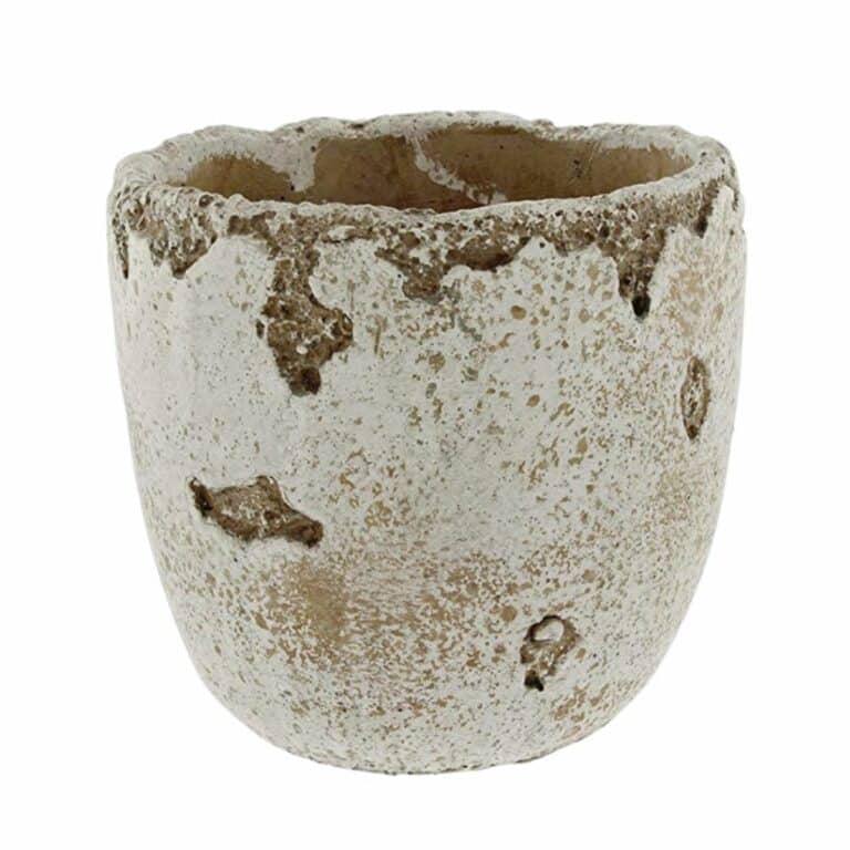 Pots For Snake Plants: A Sanseveria Pot Shopping Guide