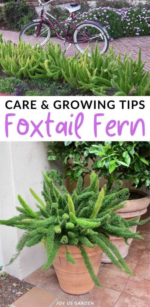 Foxtail Fern: A Complete Care & Growing Guide