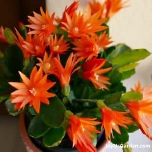 Easter Cactus (Spring Cactus) Care Guide 2026