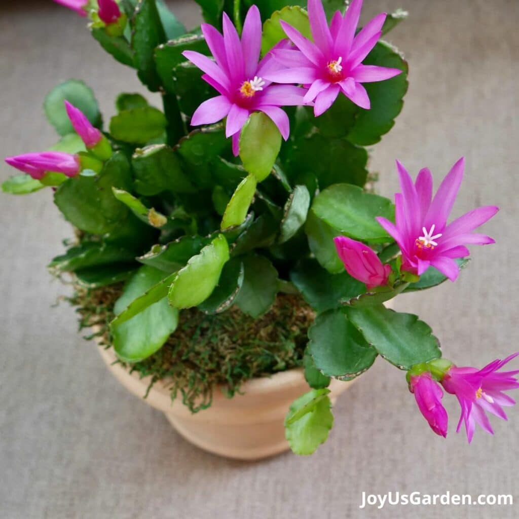 Easter Cactus (Spring Cactus) Care Guide 2026