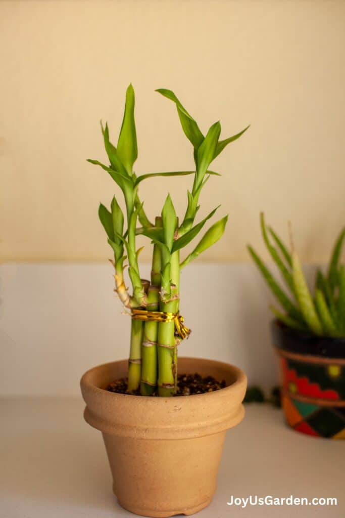 Lucky Bamboo In Water: 26 Growing Tips (2025 Guide)