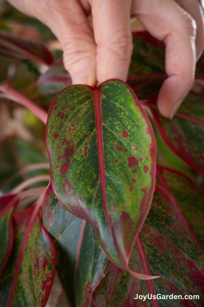 Red Aglaonema Care: Aglaonema Siam Aurora 2026 Guide