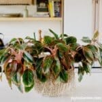 Red Aglaonema Care: Aglaonema Siam Aurora 2026 Guide