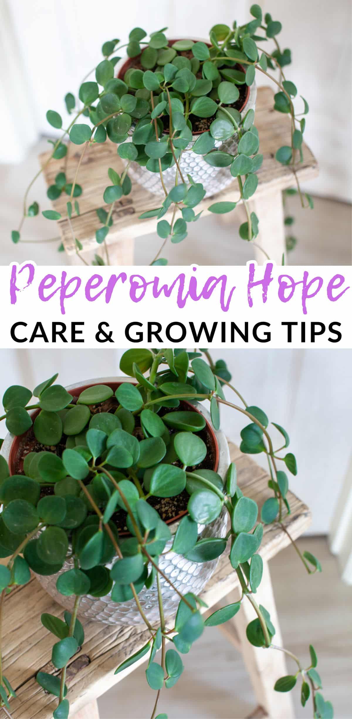 Peperomia Hope: A Complete Plant Care & Growing Guide