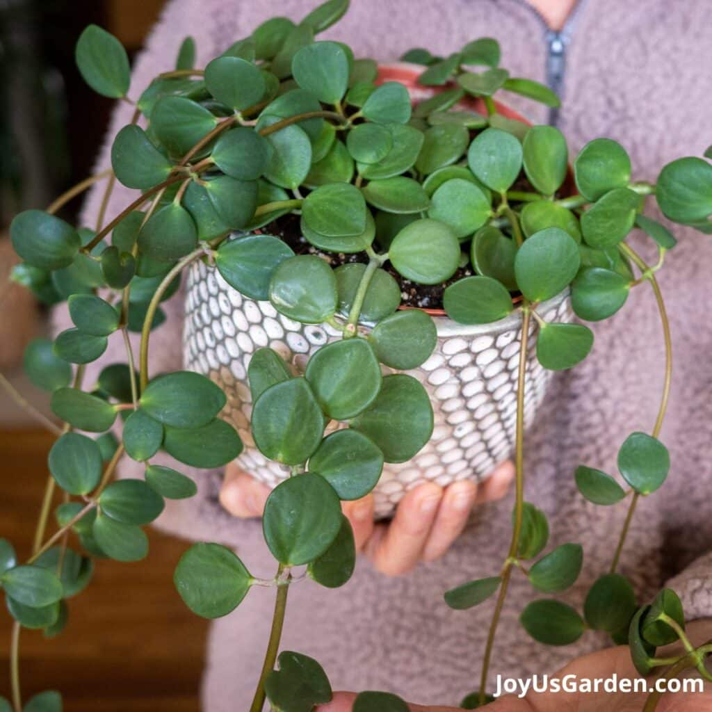 Peperomia Hope: A Complete Plant Care & Growing Guide