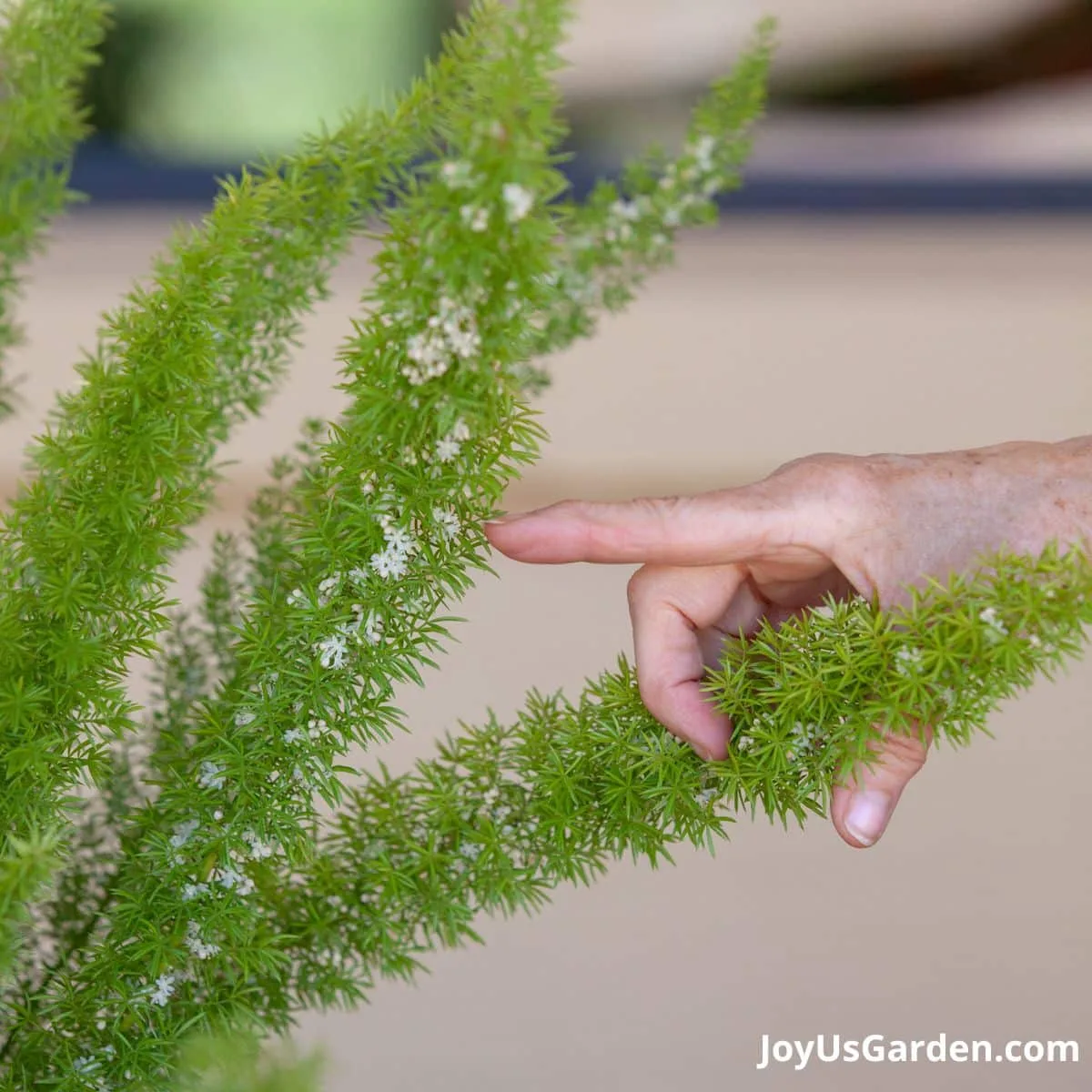 Foxtail Fern: A Complete Care & Growing Guide