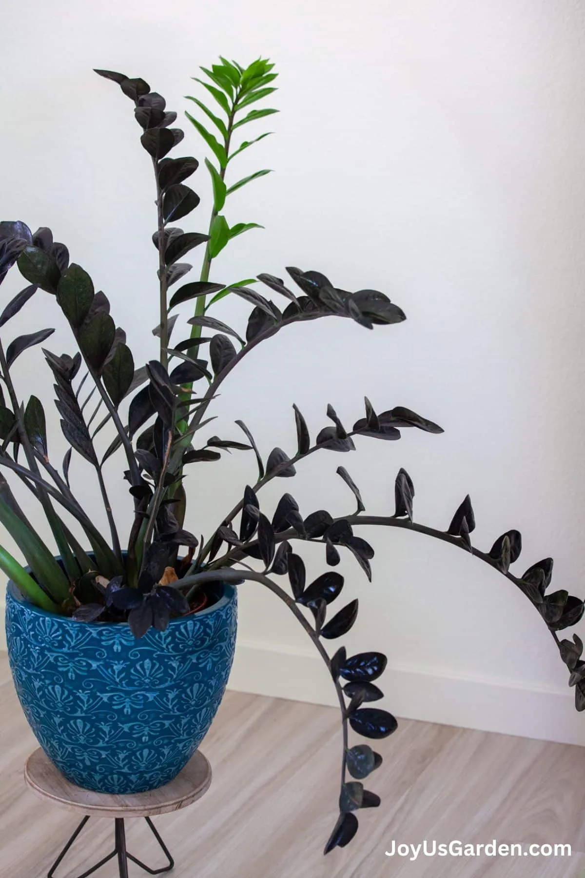 Raven ZZ Plant Care Guide: The Gorgeous Black ZZ Plant