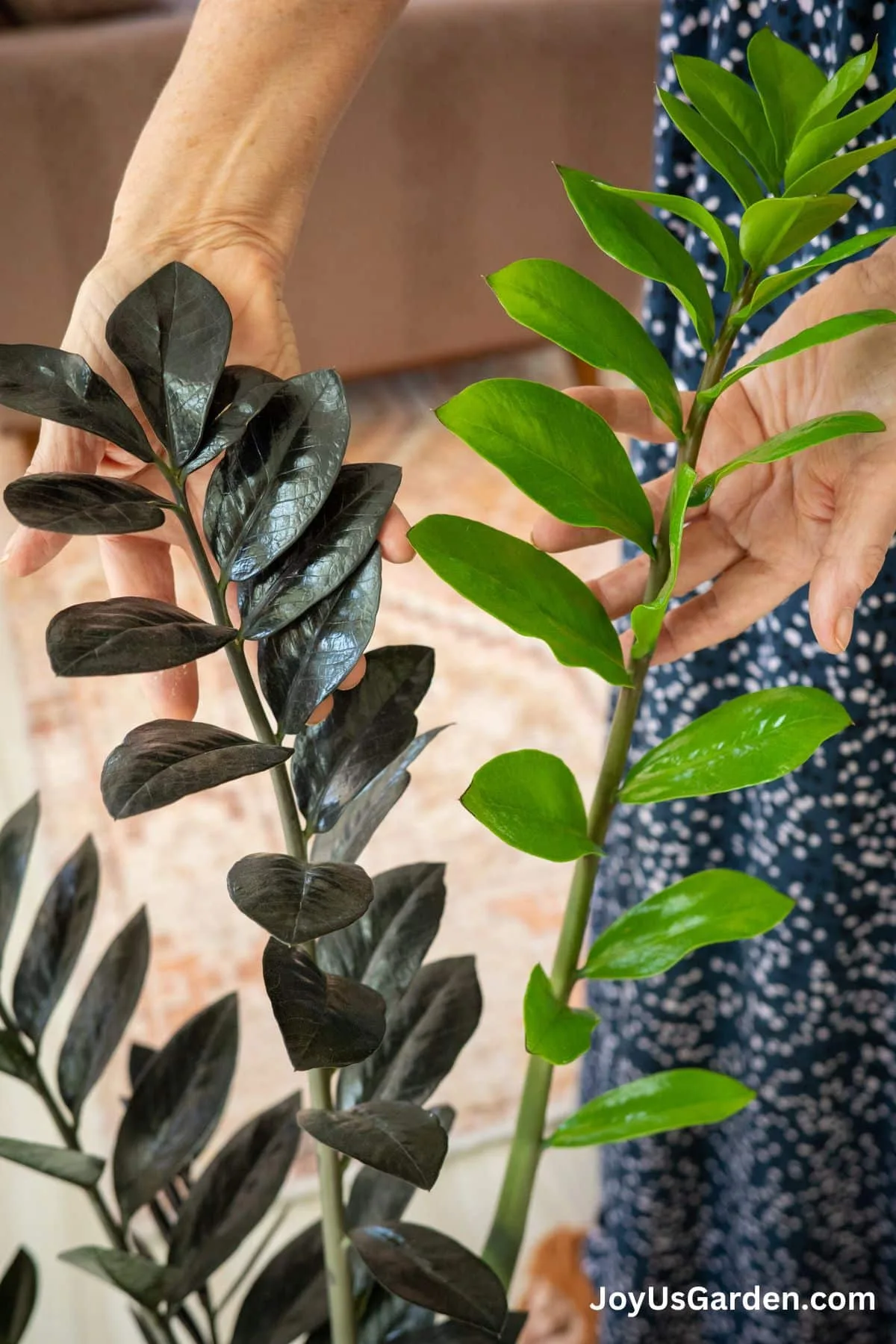 Raven ZZ Plant Care Guide: The Gorgeous Black ZZ Plant