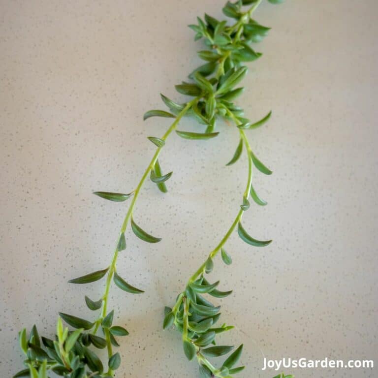 String Of Bananas : Growing This Hanging Succulent (2026 Guide)