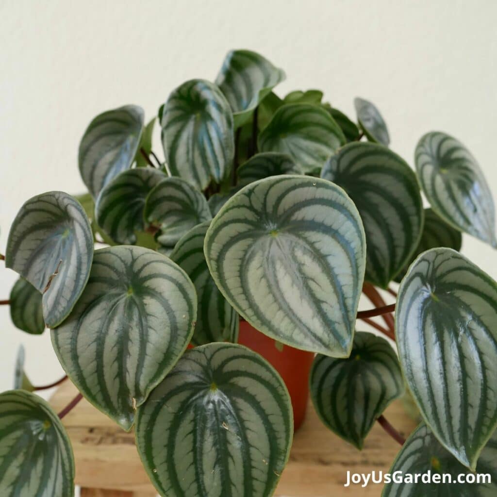 20 Plants for Head Planters: Favorite Indoor Plants for Face Pots