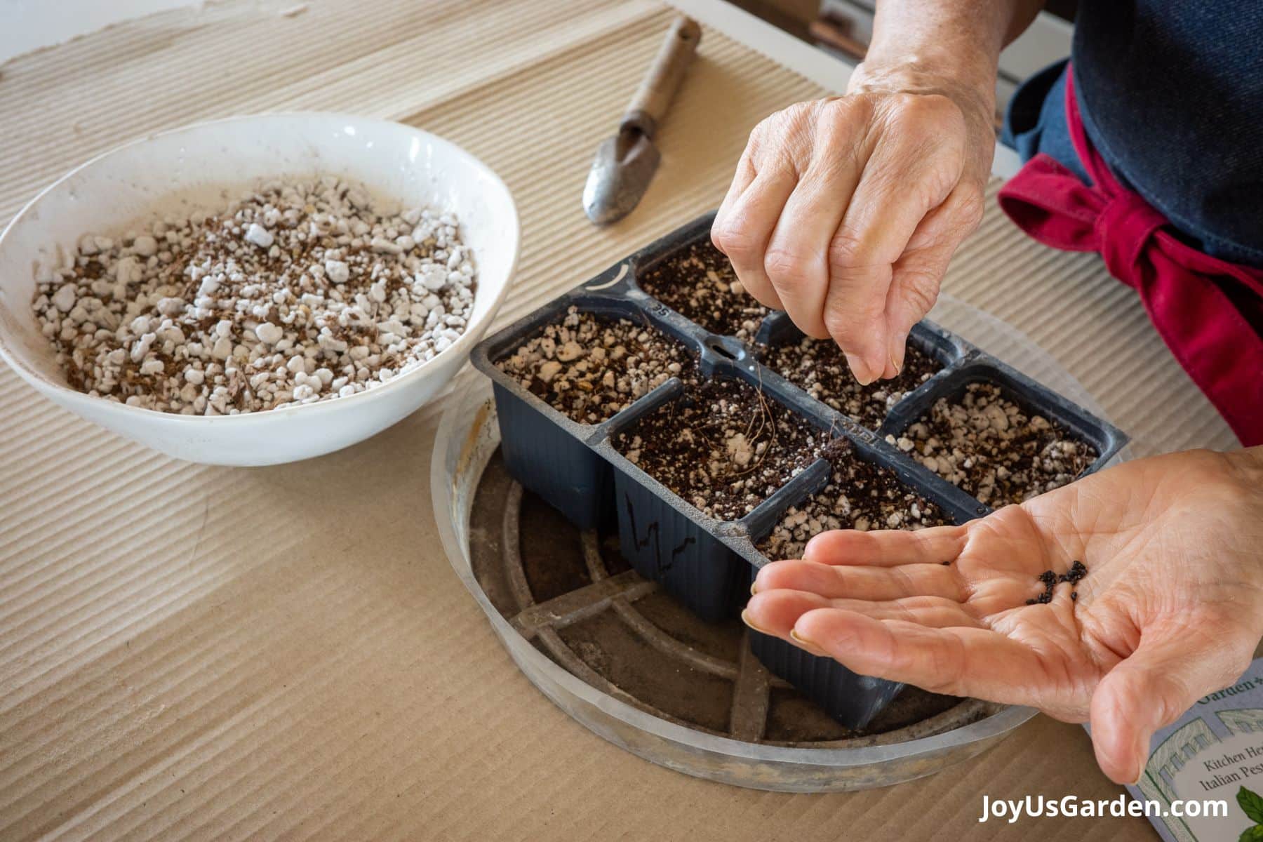 Basil Seeds Germination