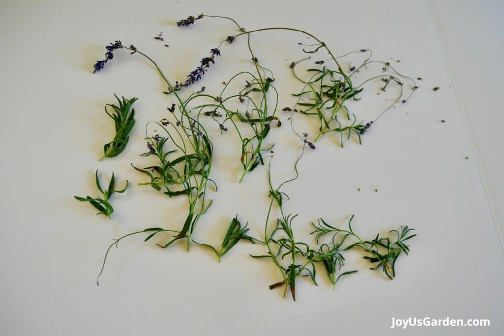 How to Grow Lavender in Pots: A Quick Care Guide