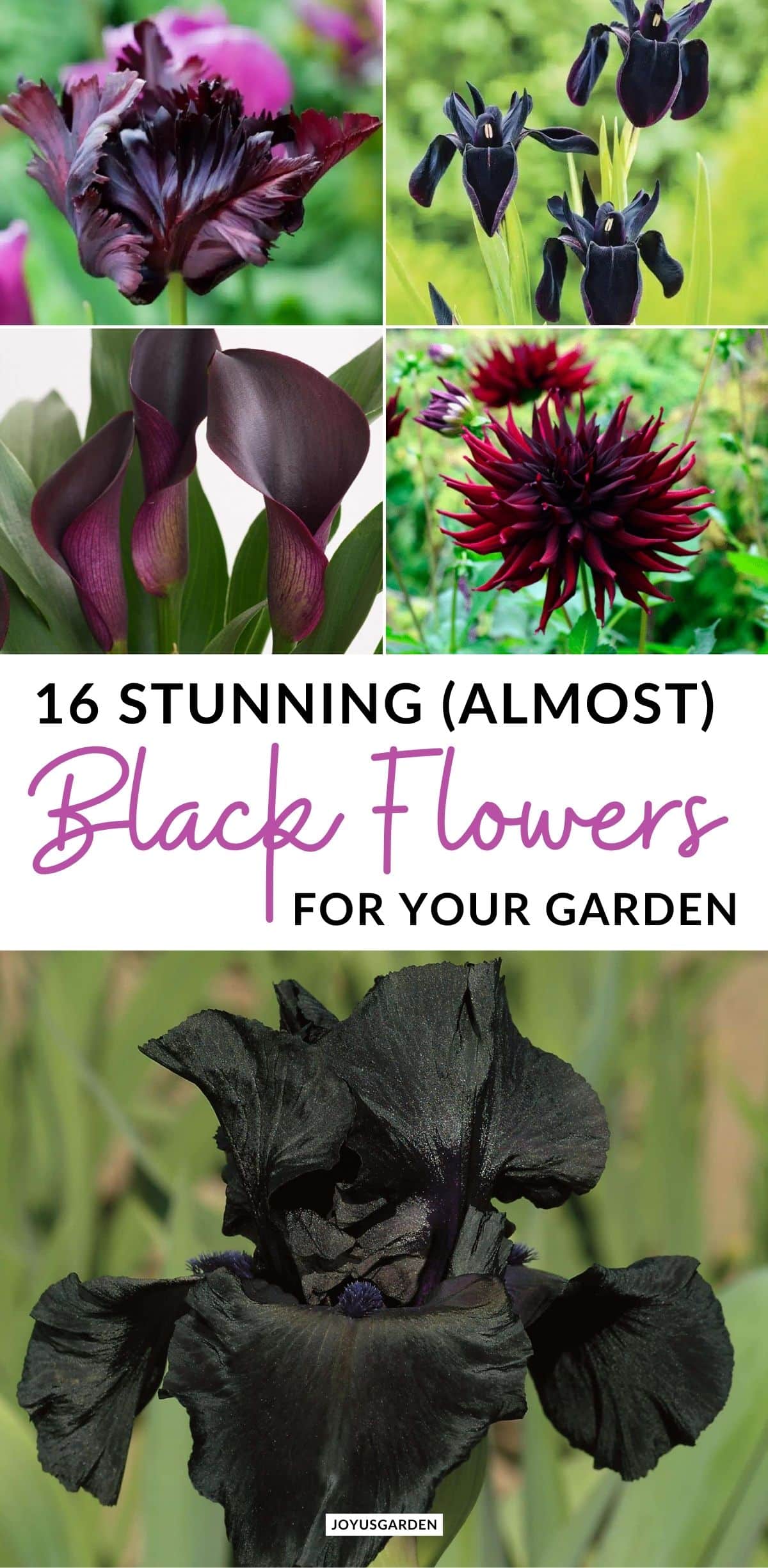 16 (Almost) Black Flowers for Your Garden