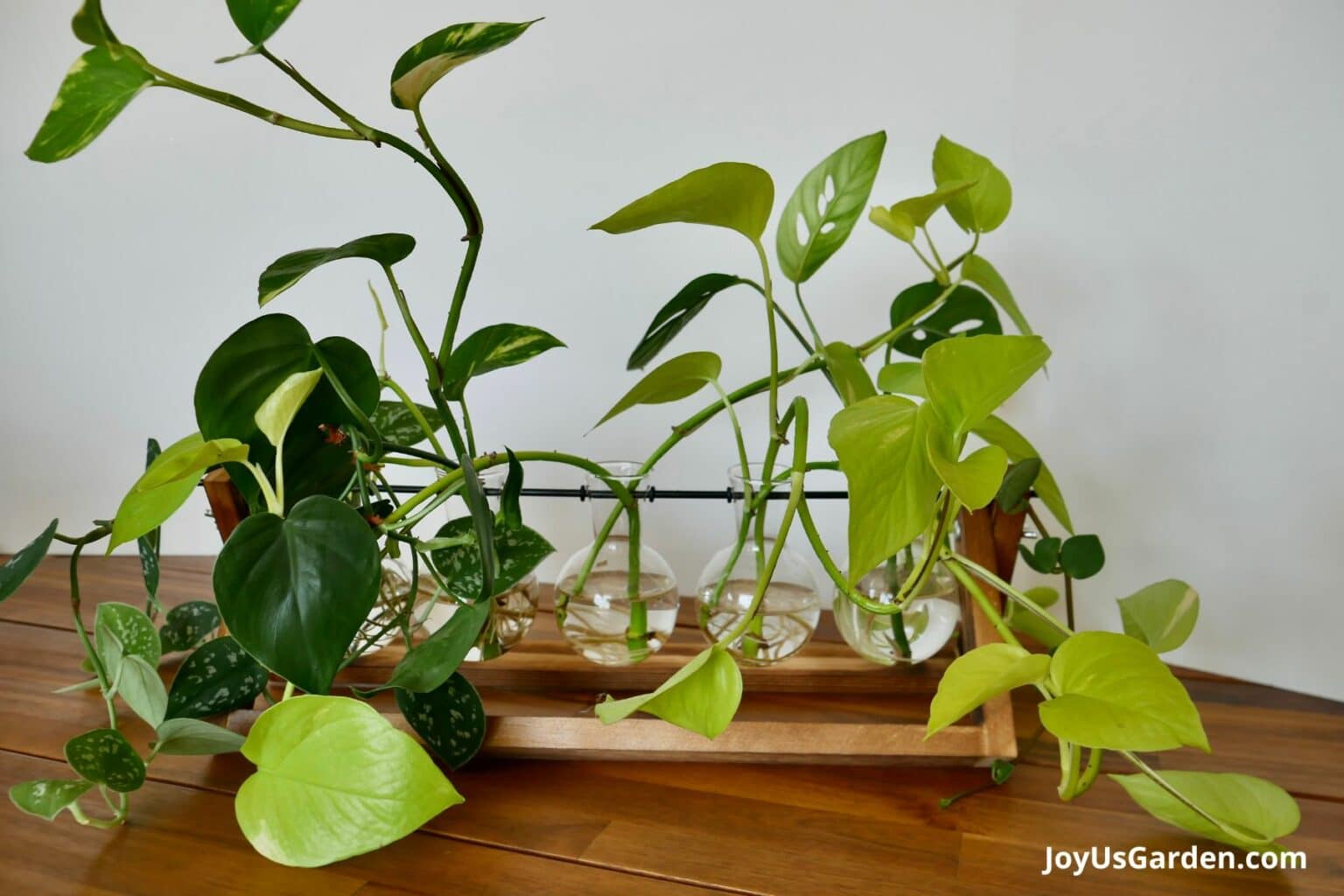 Pothos Plant Care: The Easiest Trailing Houseplant (2025 Guide)