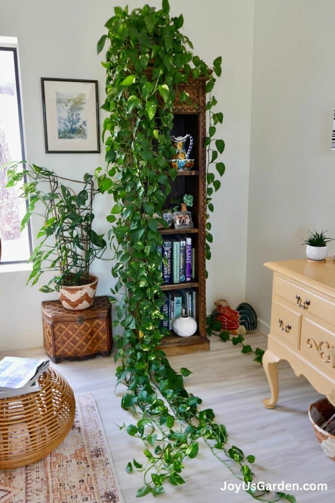 Pothos Plant Care: The Easiest Trailing Houseplant (2026 Guide)