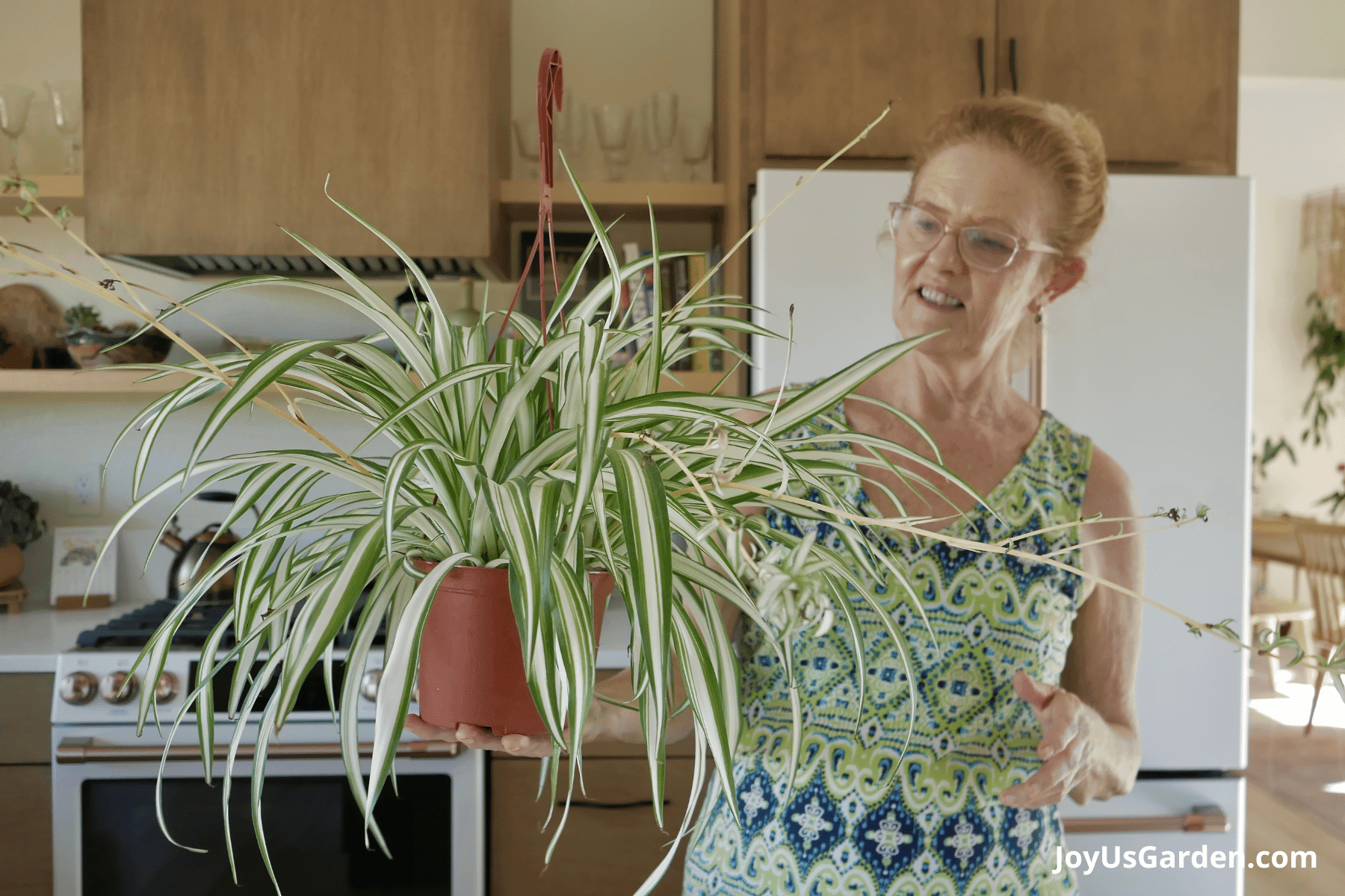How To Grow Spider Plants: Answering Your FAQS