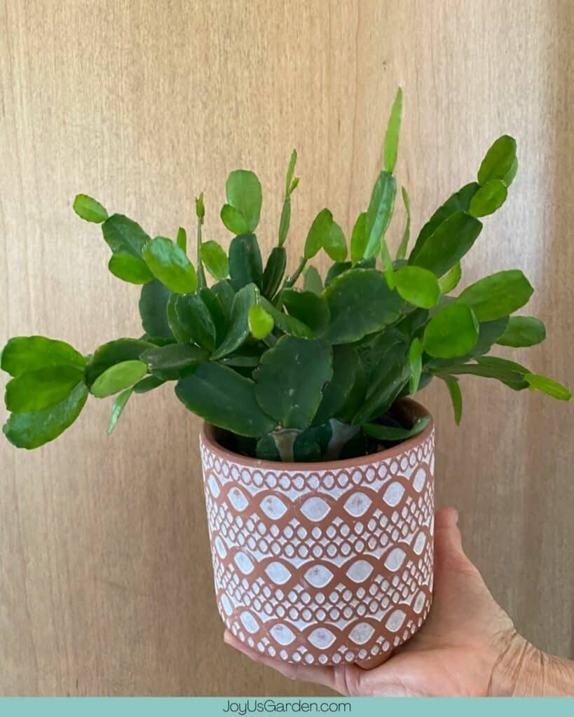 17 Indoor Plant Displays to Create a Jungle Oasis in Your Home