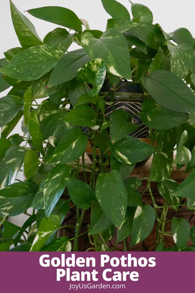 Golden Pothos Plant Care: An Easy Care Plant With Long Trails