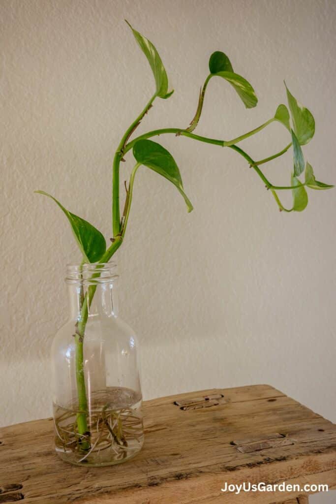 Golden Pothos Plant Care: An Easy Care Plant With Long Trails