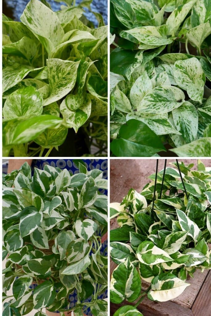Pothos N'Joy Plant Care: A Beginner's Growing Guide