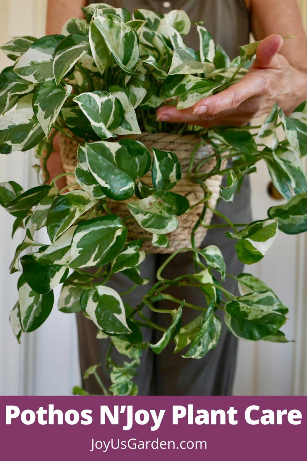Pothos N'Joy Plant Care: A Beginner's Growing Guide