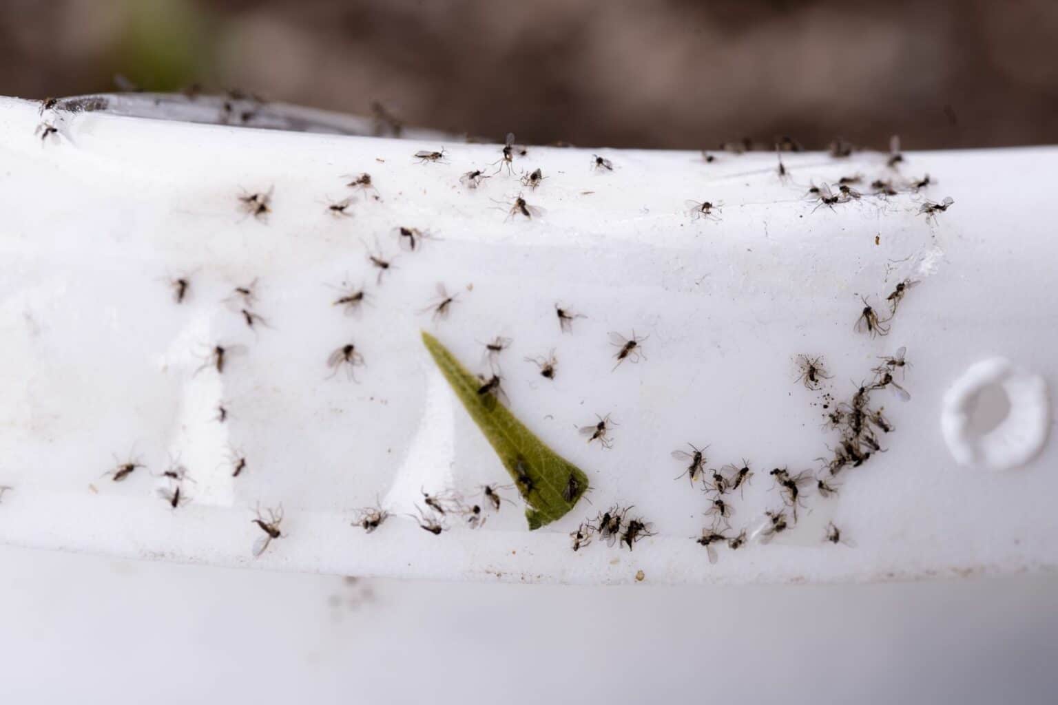 How To Get Rid Of Gnats in Soil