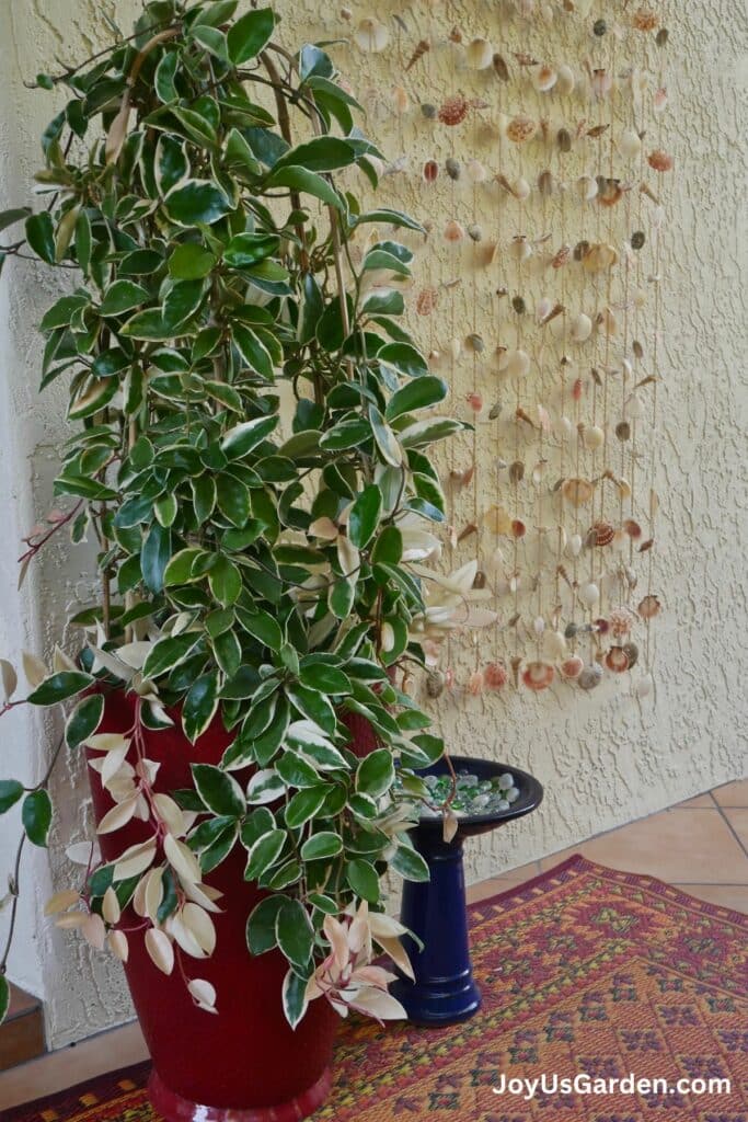 Hoya Plant Care Guide: How To Grow Hoya Houseplants