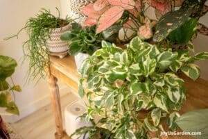 Pothos N'Joy Plant Care: A Beginner's Growing Guide