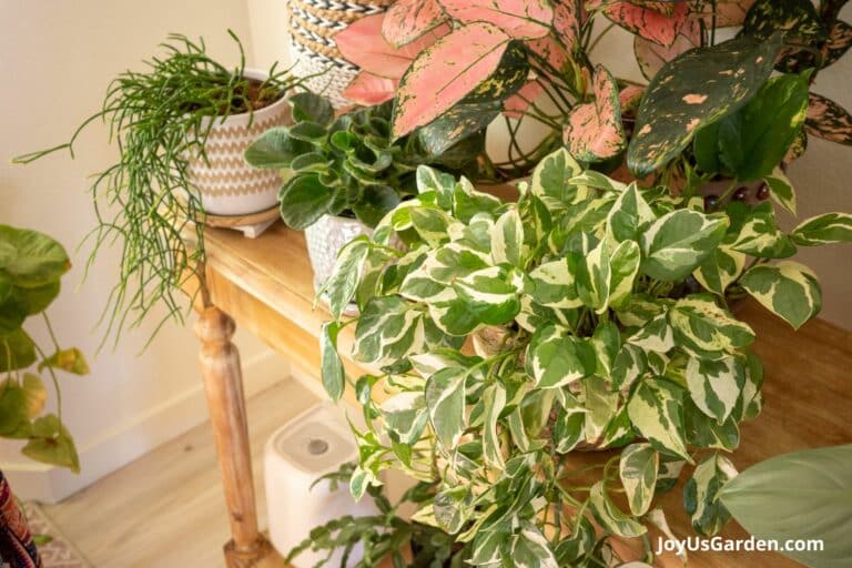 Pothos N'Joy Plant Care: A Beginner's Growing Guide