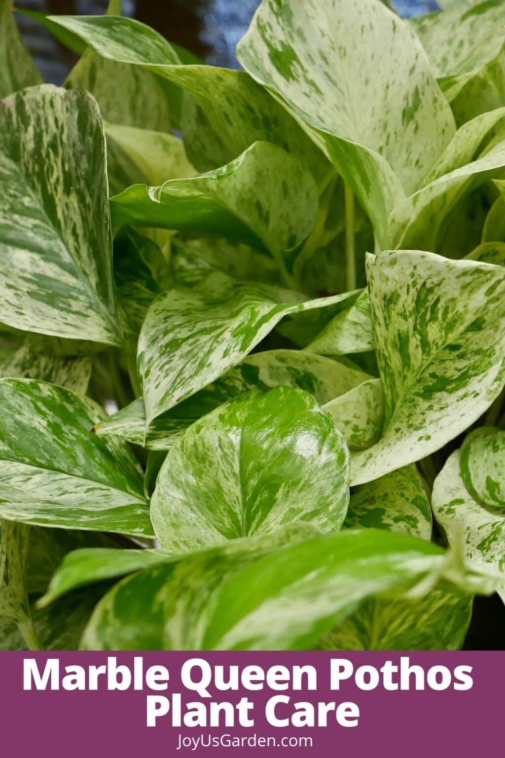 Marble Queen Pothos Care Guide: A Vibrant Trailing Houseplant