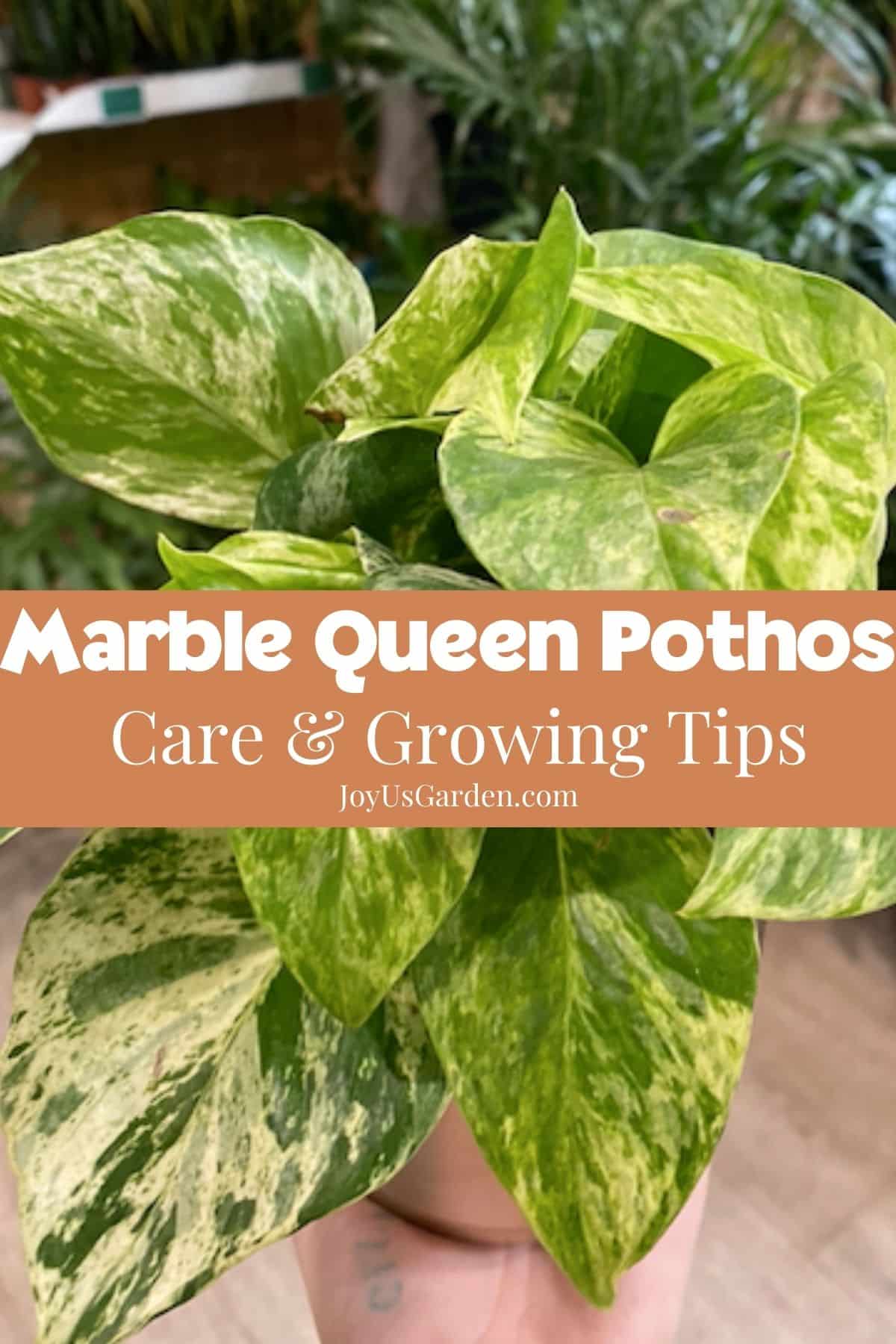 Marble Queen Pothos Care Guide: A Vibrant Trailing Houseplant